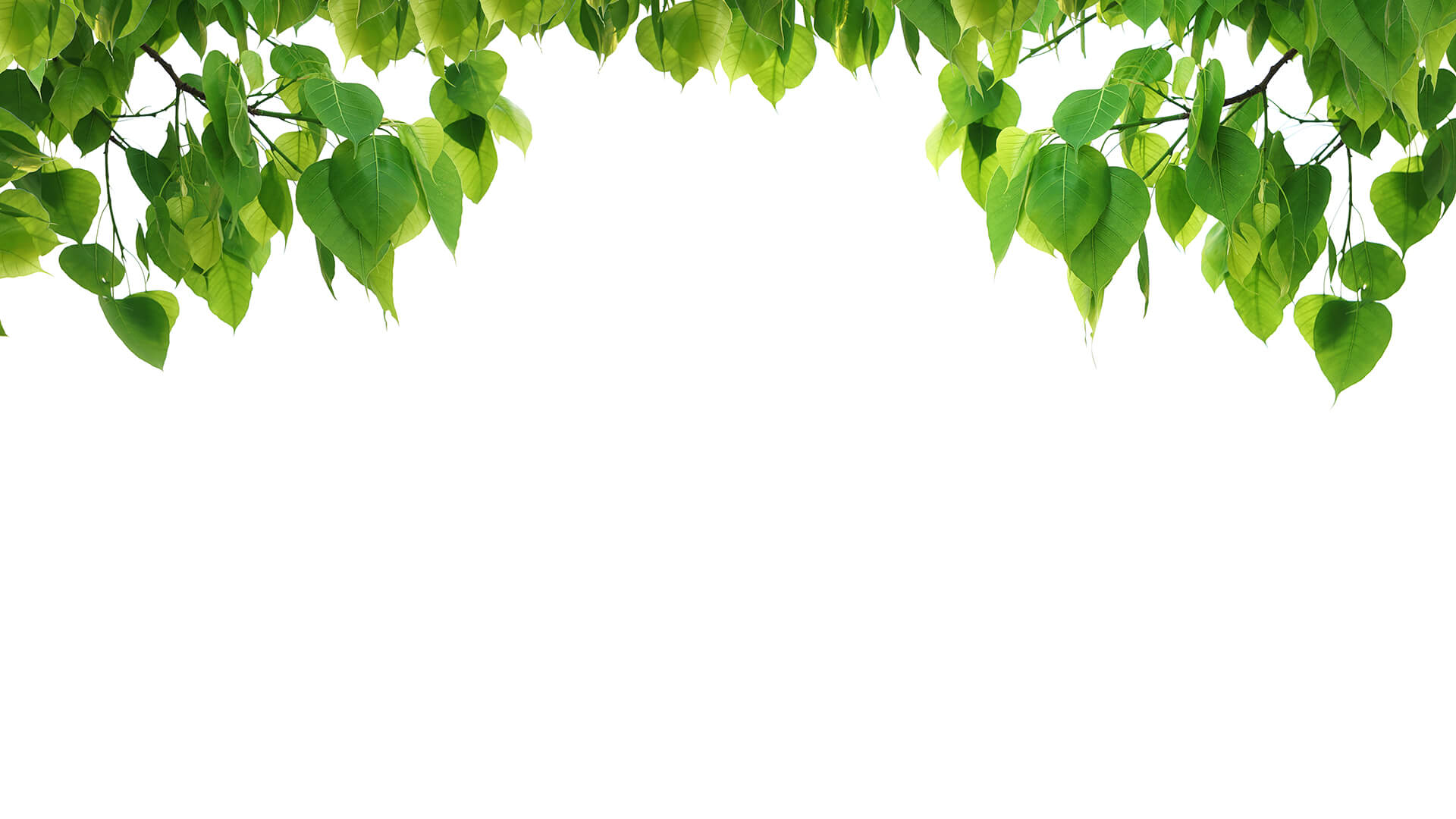 The Peoples Tree – A Creative Space